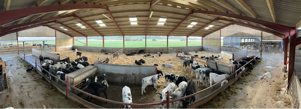 Cattle Breeder and Calf rearing - For calf rearing come to Longstone ...