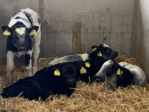 Cattle Breeder and Calf rearing - For calf rearing come to Longstone ...