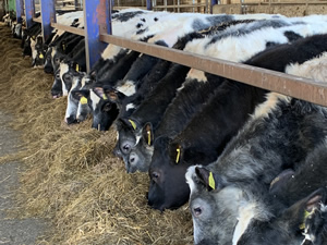 Cattle Breeder and Calf rearing - For calf rearing come to Longstone ...