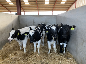 Cattle Breeder and Calf rearing - For calf rearing come to Longstone ...