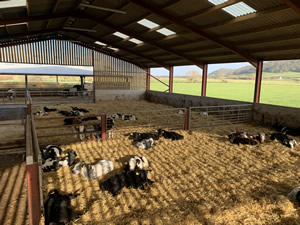 Cattle Breeder and Calf rearing - For calf rearing come to Longstone ...