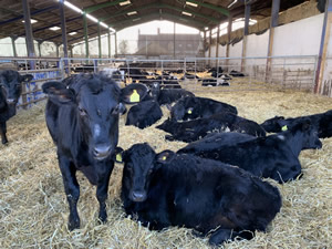 Cattle Breeder and Calf rearing - For calf rearing come to Longstone ...